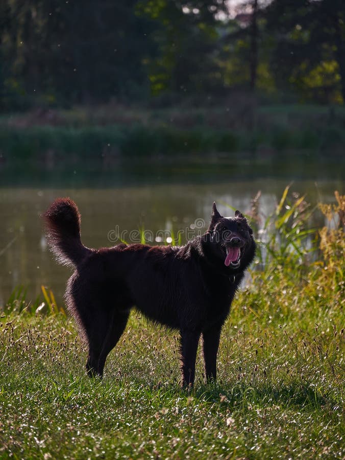 Vertical Closeup of a Kai Ken Dog on a Field Stock Image - Image of ...