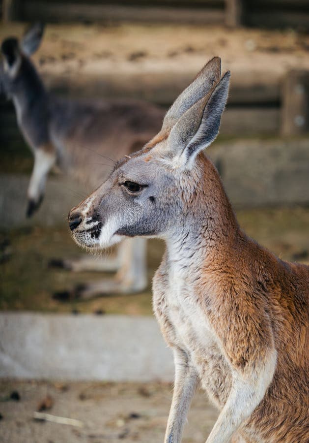 Vertical Closeup of a Kangaroo in Tama Zoo, Japan Stock Photo - Image ...