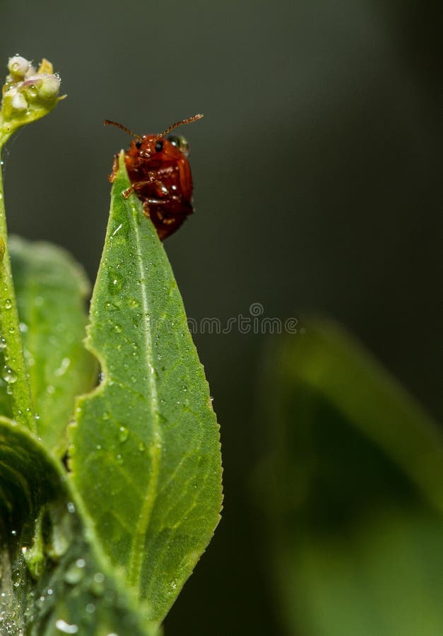 Vertical Closeup of a Ladybug Perched on a Leaf Stock Photo - Image of ...