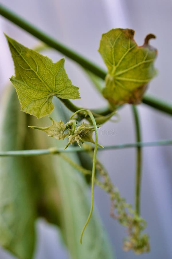Vertical Closeup of the Leaf Bud of the Grape Plant Stock Photo - Image ...