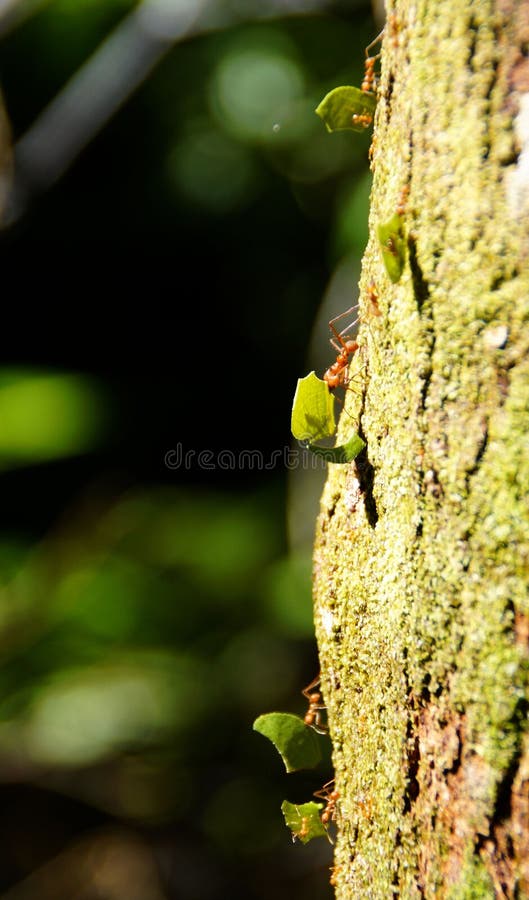 Vertical Closeup of Leafcutter Ants Climbing on Tree Stock Photo ...