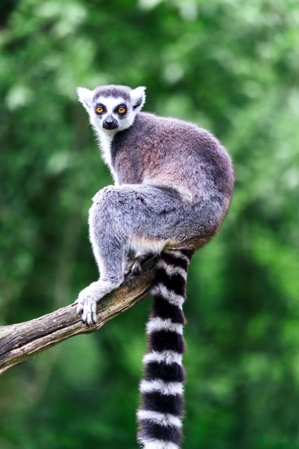 Vertical Closeup of a Lemur on a Tree Branch in a Zoo Stock Photo ...