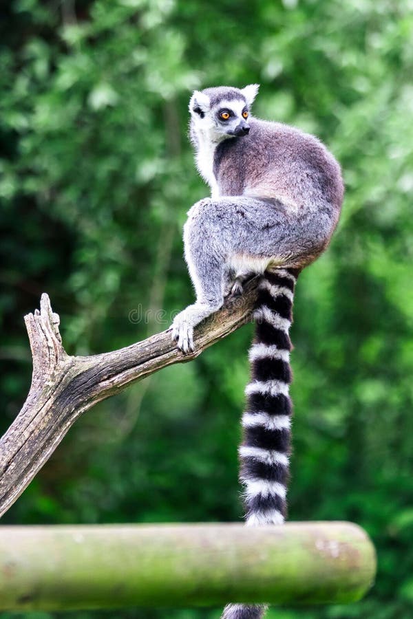 Vertical Closeup of a Lemur on a Tree Branch in a Zoo Stock Image ...
