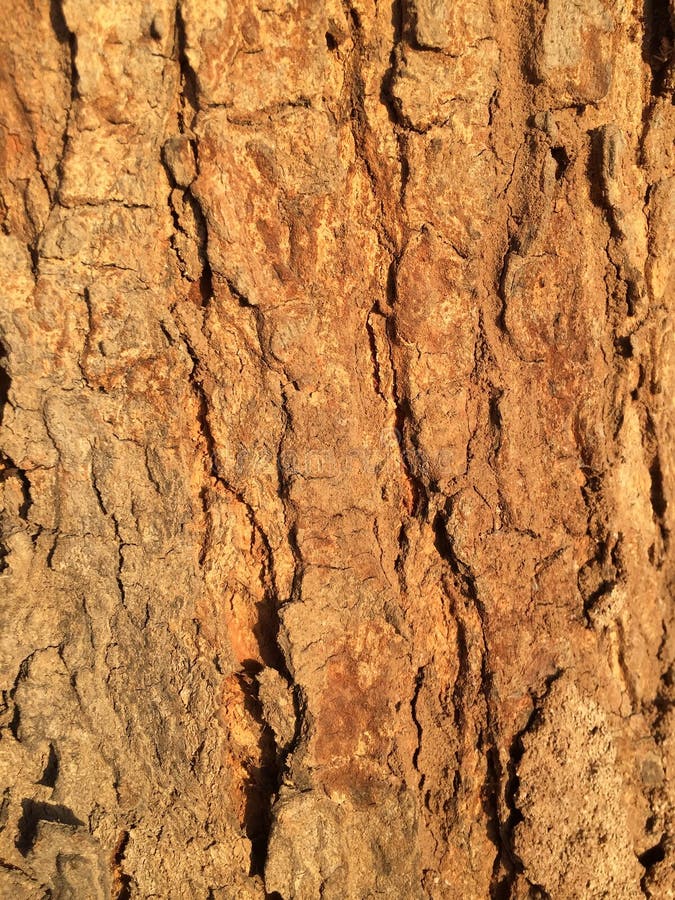 Vertical Closeup of a Light Brown Tree Texture Stock Photo - Image of ...