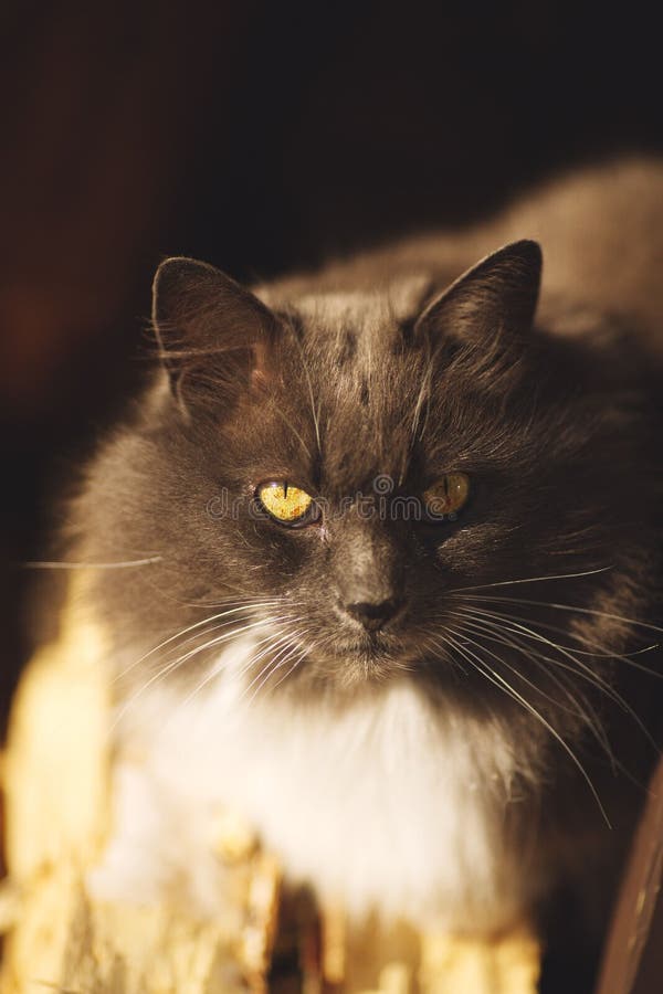 Vertical Closeup of a Long-haired Cat in Sunlight. Stock Photo - Image ...