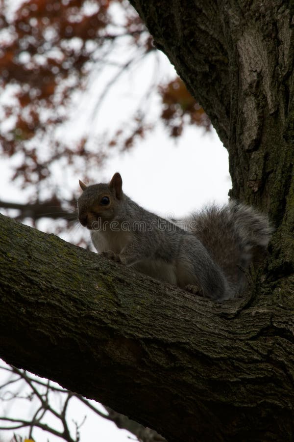 Vertical Closeup Low Angle Shot of an Eastern Gray Squirrel on a Tree ...