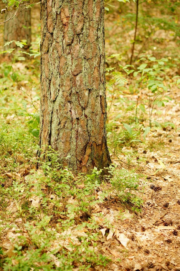 Vertical Closeup of the Lower Part of the Trunk of a Tree in the Woods ...