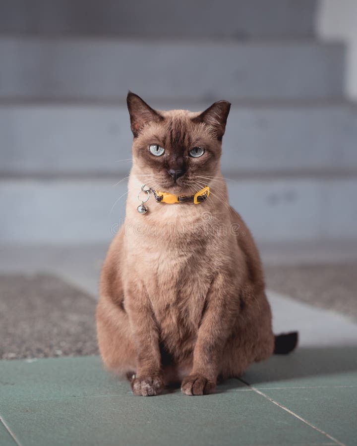 Vertical Closeup Mixed Breed Chocolate-point Siamese Cat Sitting on the ...