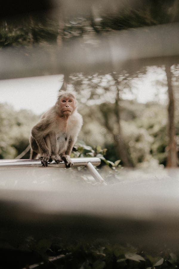Vertical Closeup of a Monkey on a Metallic Pole in a Zoo Stock Photo ...