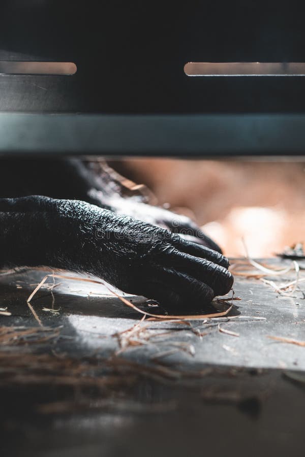Vertical Closeup of a Monkey S Hand Out of the Cage Stock Photo - Image ...