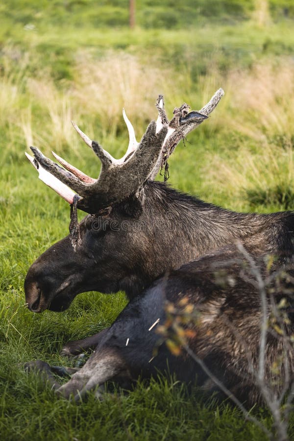 Vertical Closeup of a Moose Resting on Green Grass Stock Photo - Image ...
