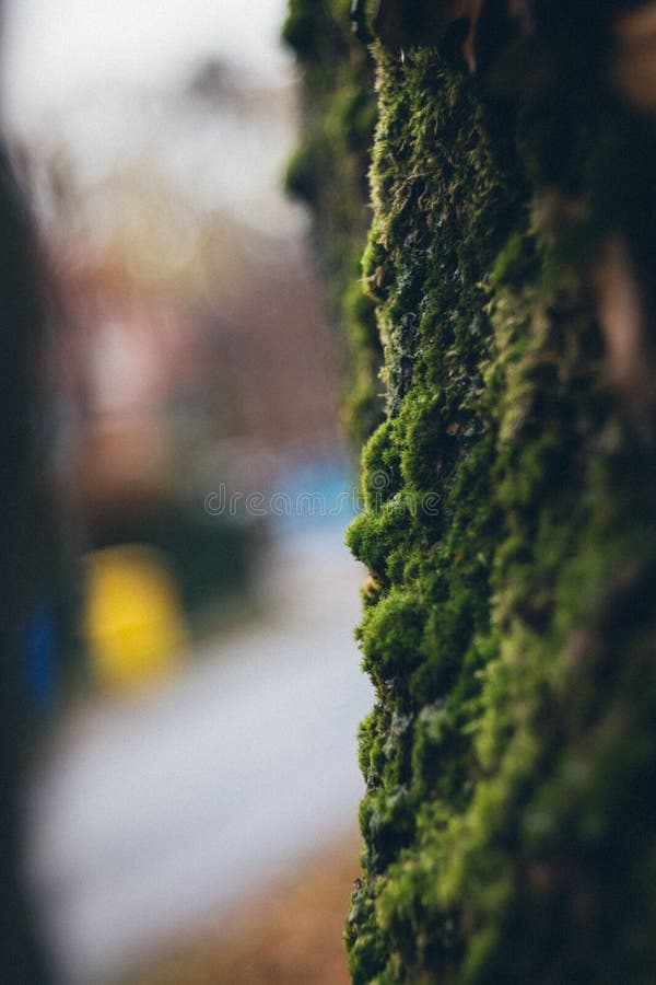 Vertical Closeup of a Moss-covered Tree Bark Stock Image - Image of ...