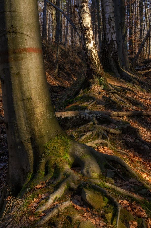 Vertical Closeup Of The Mossy Surface Roots Of A Big Tree Captured In A