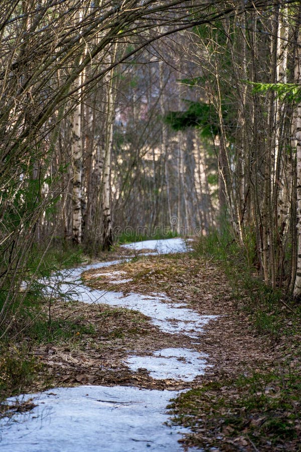 Vertical Closeup of a Narrow Snowy Path in the Forest with Deciduous ...
