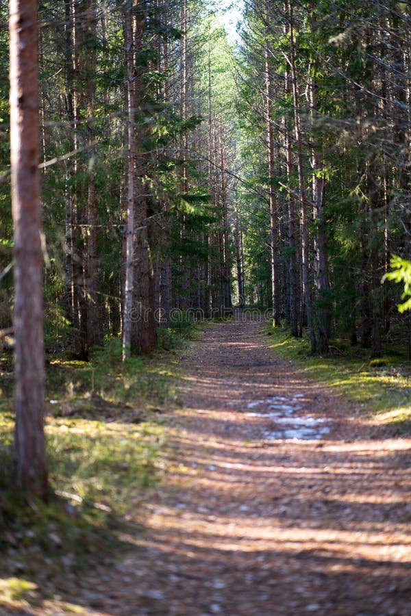 Vertical Closeup of a Narrow Snowy Path in the Forest with Deciduous ...