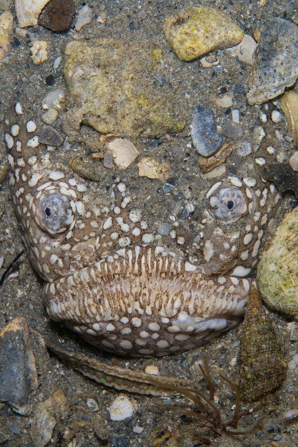 Stargazer Swimming Stock Photos - Free & Royalty-Free Stock Photos from ...