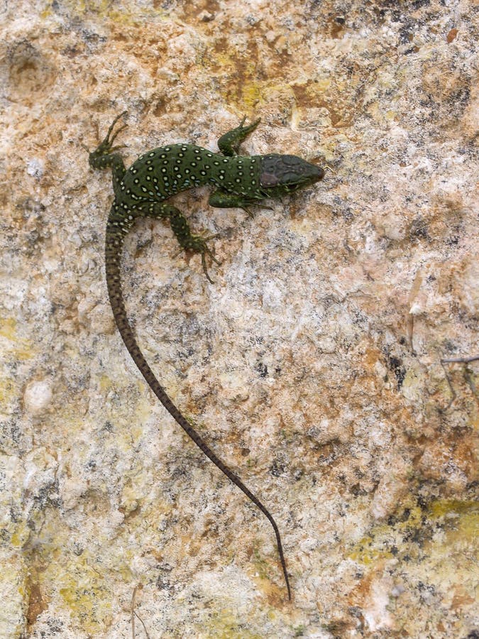 Vertical Closeup of the Ocellated Lizard, Timon Lepidus in Spain. Stock ...