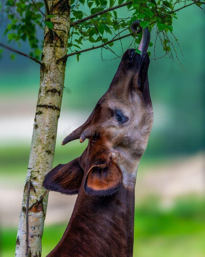 Okapi eating in shade stock photo. Image of ground, animal - 38695546