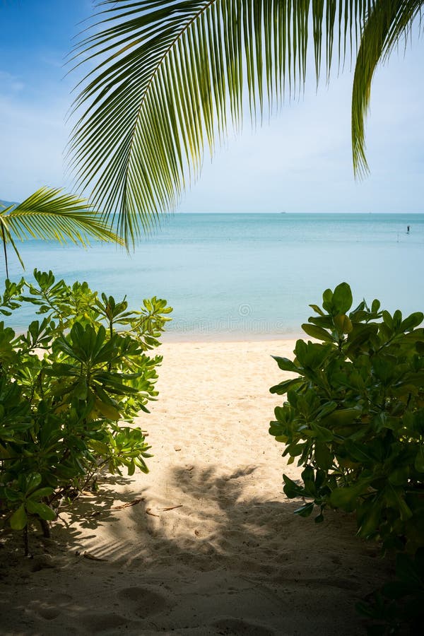 Vertical Closeup of a Palm Tree Branch and Shrubs on a Sandy Beach on ...