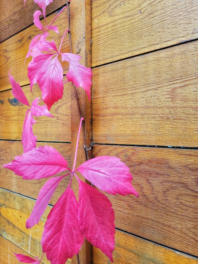Vertical Closeup of Parthenocissus Inserta, False Virginia Creeper ...