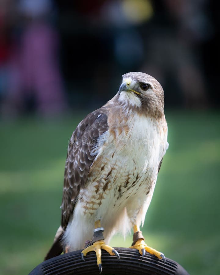 Vertical Closeup of a Perched Red-tailed Hawk Stock Image - Image of ...