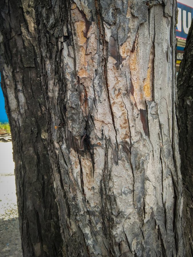 Vertical Closeup Photo of Gray Tree Bark Stock Image - Image of tree ...
