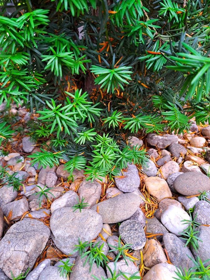 Cypress tree on a pebbles stock photo. Image of field - 305564112