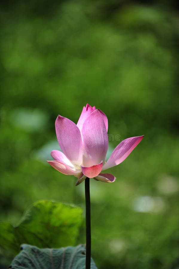 Vertical Closeup of a Pink Lotus Stock Photo - Image of spring, plant ...