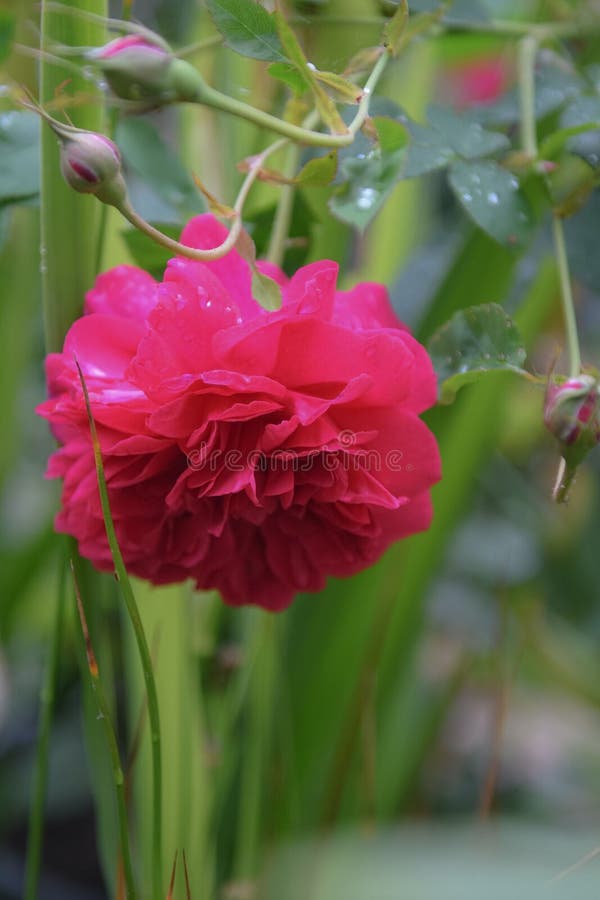 Vertical Closeup of a Pink Rose Glowing in a Shrub in a Garden Stock ...