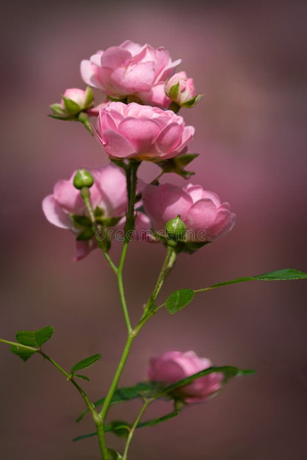Vertical Closeup of Pink Roses in a Field Stock Image - Image of roses ...