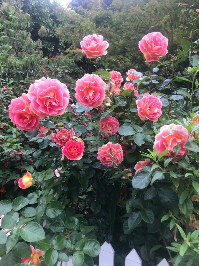 Vertical Closeup of Pink Roses in a Green Garden Stock Photo - Image of ...