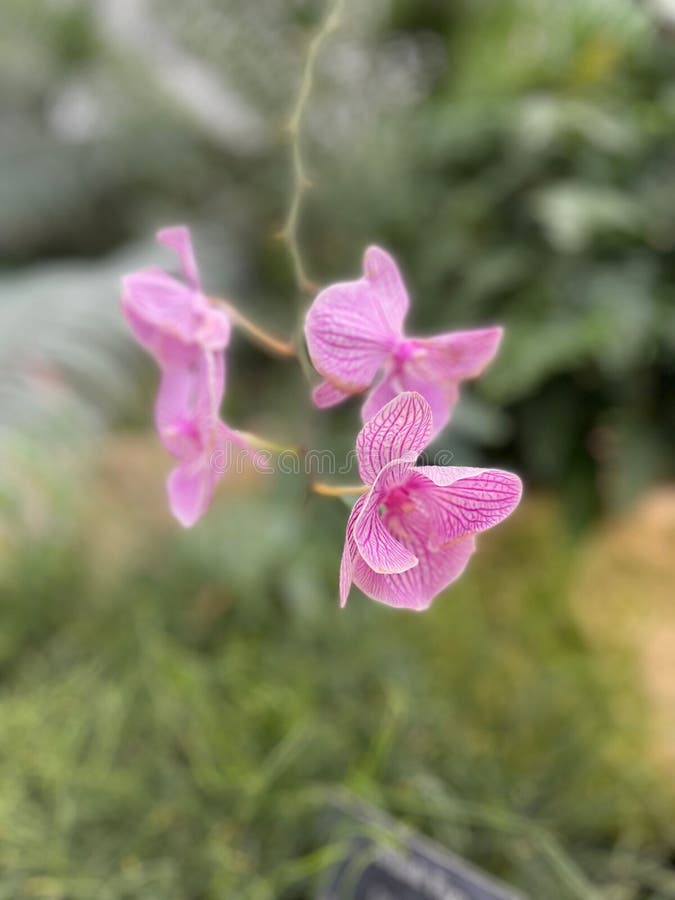 Vertical Closeup of Pink Vanda Flowers Stock Photo - Image of botanical ...