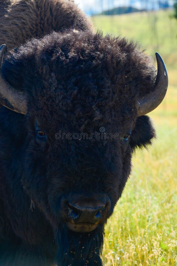 Vertical Closeup of a Plains Bison (Bison Bison Bison) in a Field Stock ...