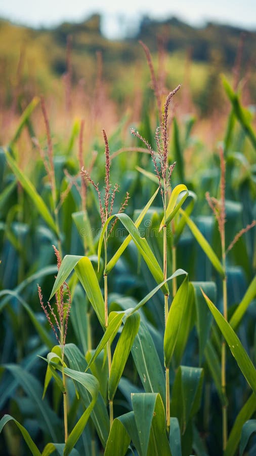 Vertical Closeup of Plants in a Cornfield Stock Photo - Image of rural ...