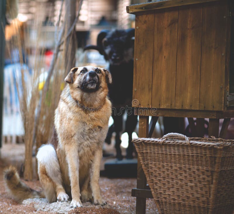 Vertical Closeup Portrait of a Brown Stray Dog Looking Straight at the ...