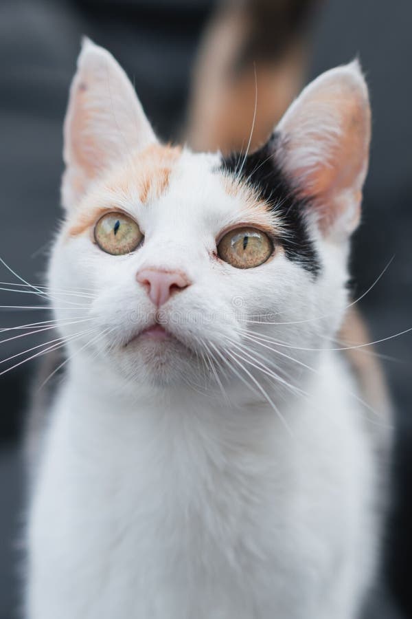 Vertical Closeup Portrait of a Cute Calico Cat Stock Photo - Image of ...