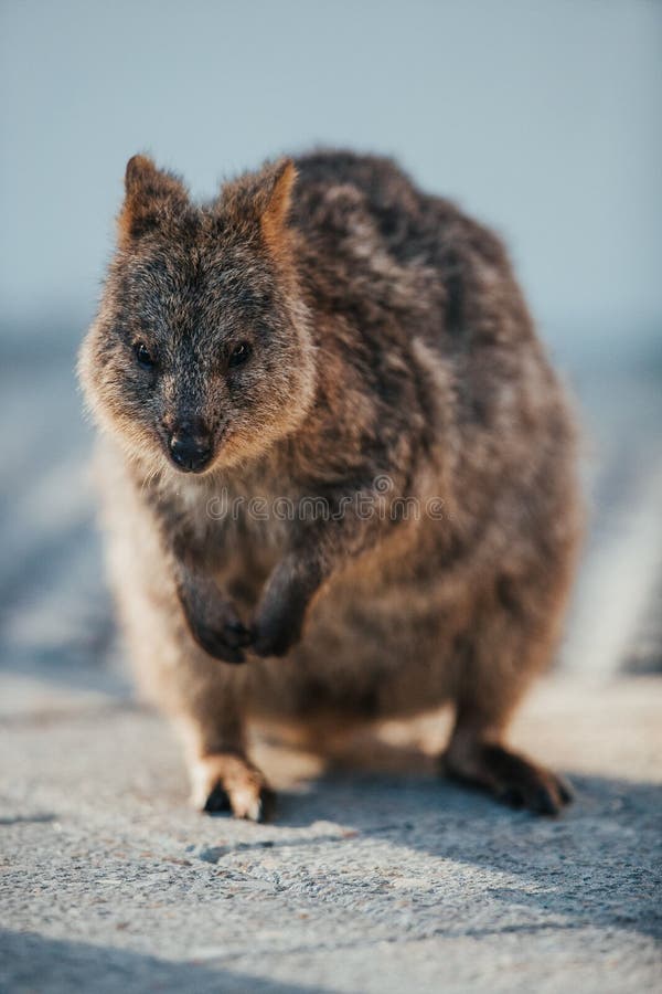Vertical Closeup Portrait of a Quokka Stock Photo - Image of wildlife ...