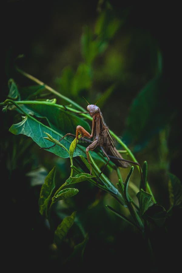 Vertical Closeup Praying Mantis Perched Green Leaf Stock Photos - Free ...
