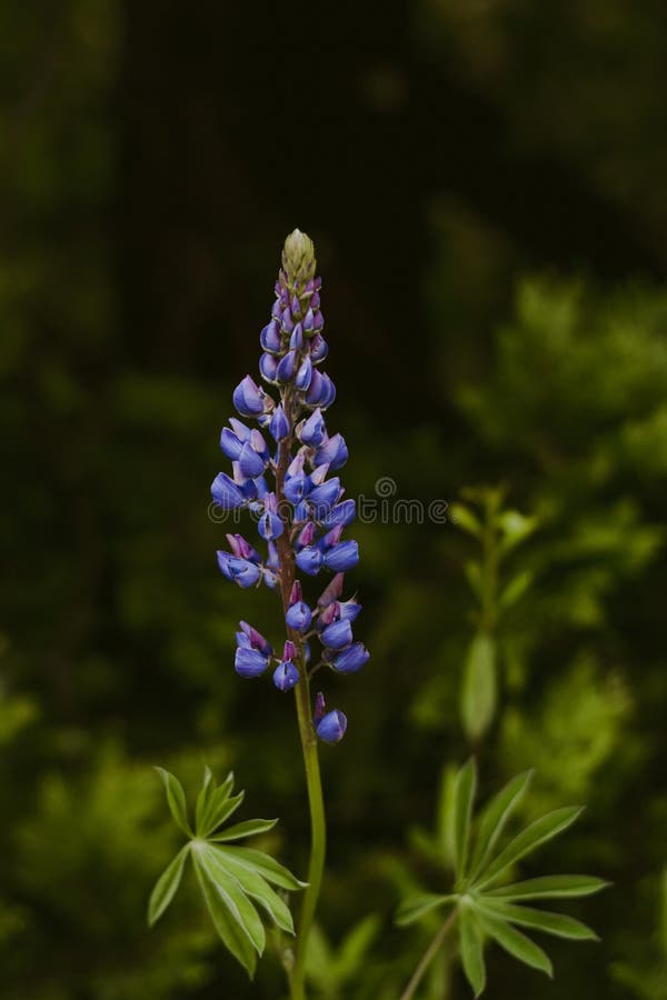 Vertical Closeup of a Purple Fern Leaf Lavender in a Forest Stock Photo ...