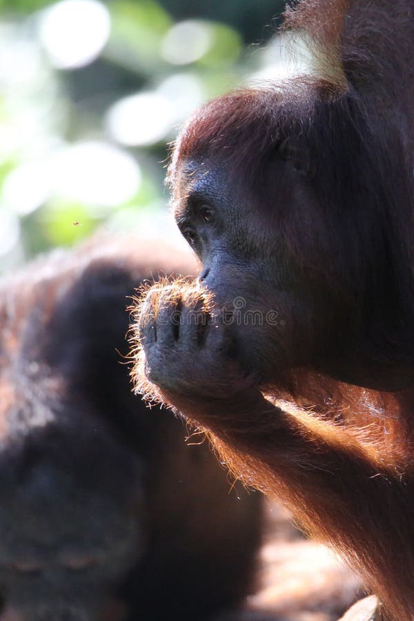 Vertical Closeup of a Red Ape`s Face with Its Hand Close To Its Face ...