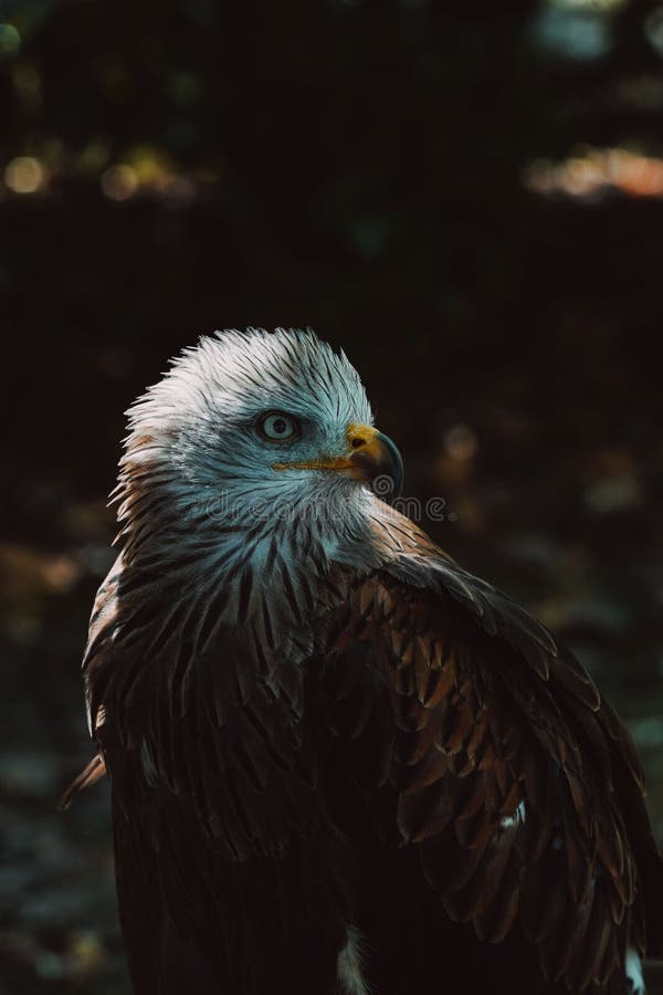Vertical Closeup of a Red Kite on the Dark Blurred Background Stock ...