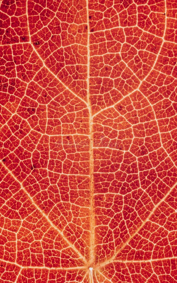 Vertical Closeup of a Red Leaf Texture Stock Photo - Image of wallpaper ...