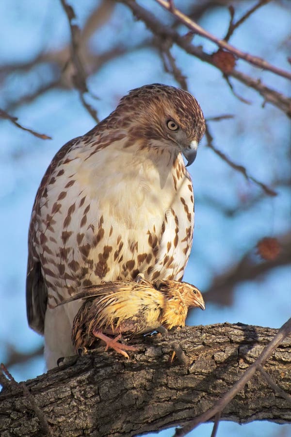 Vertical Closeup of a Red-tailed Hawk, Buteo Jamaicensis with Prey on ...