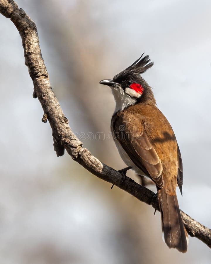 Vertical Closeup of a Red-whiskered Bulbul Perched on a Tree Branch ...