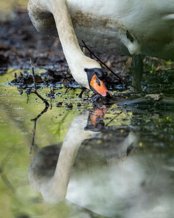 Vertical Closeup of the Reflection of a Graceful Mute Swan Drinking ...
