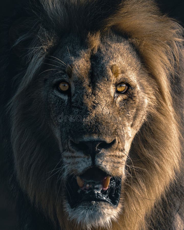 Vertical Closeup of a Roaring Lion Stock Photo - Image of predator ...