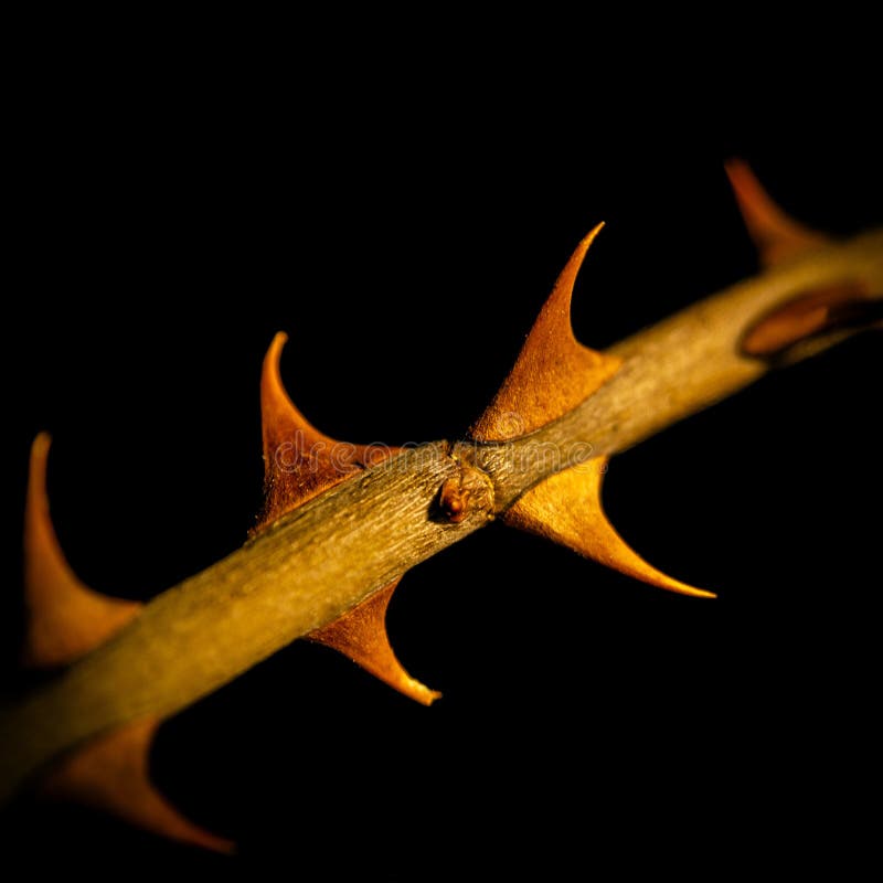 Vertical Closeup of a Rose Stem with Thorns on Black Isolated ...