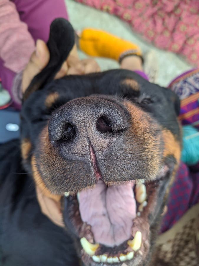 Vertical Closeup of Rottweiler Looking Up and Smiling at Camera Stock ...
