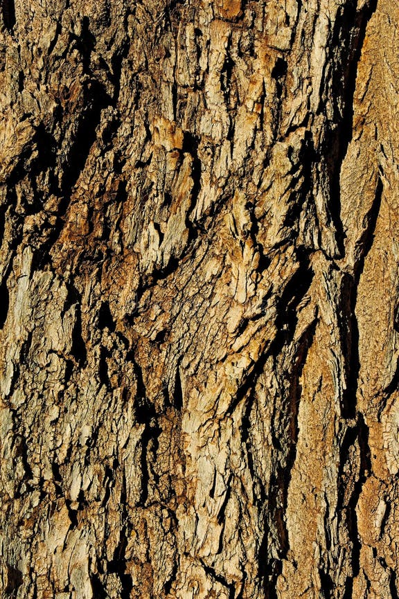 Vertical Closeup of Rough Bark on a Tree. Stock Photo - Image of bark ...