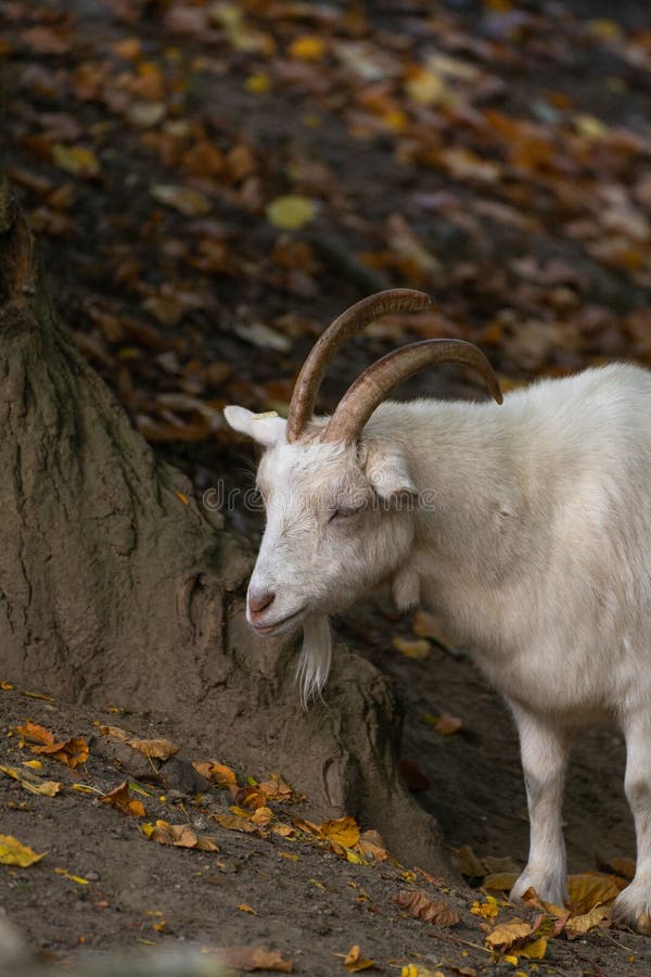 Vertical Closeup of a Saanen Goat in a Forest Stock Photo - Image of ...